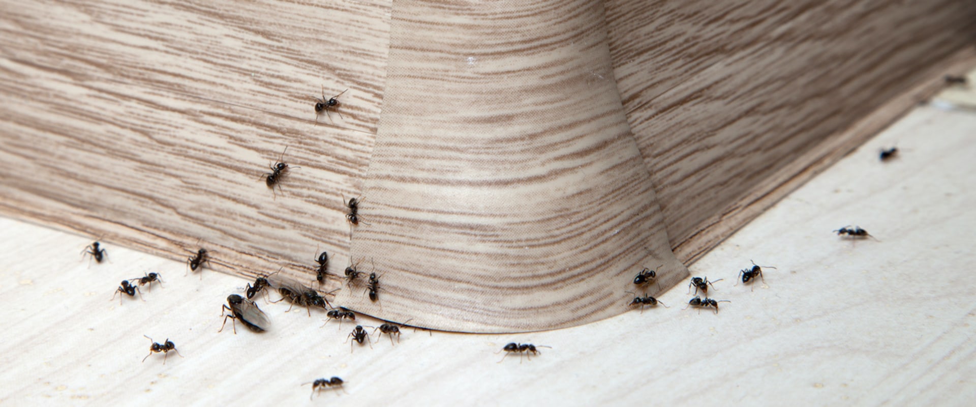 How to Detect and Control Common Indoor Pests