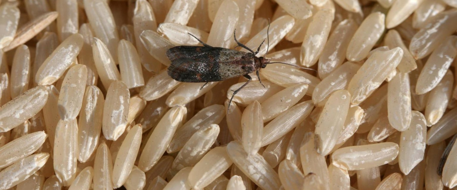 What to Do When You Find Multiple Types of Common Indoor Pests in Your Home