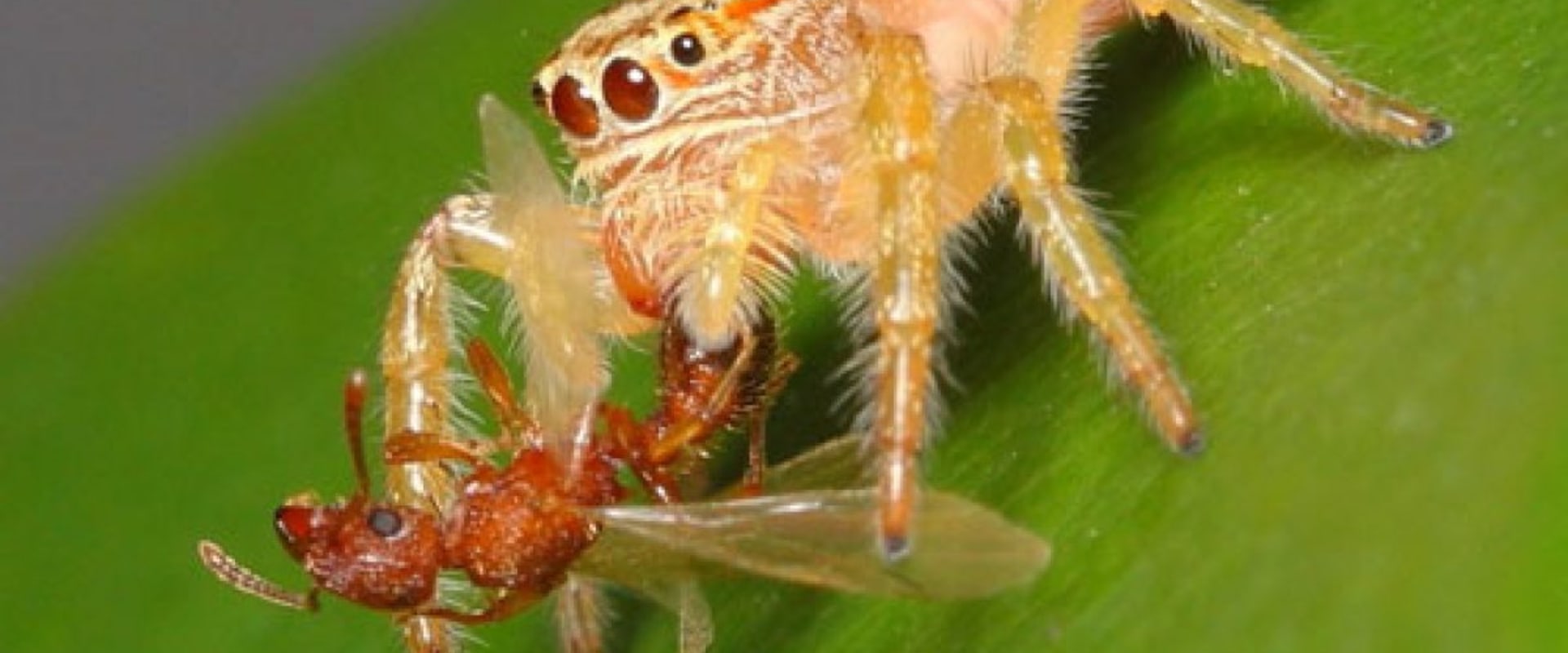 Using Natural Predators to Control Common Indoor Pests