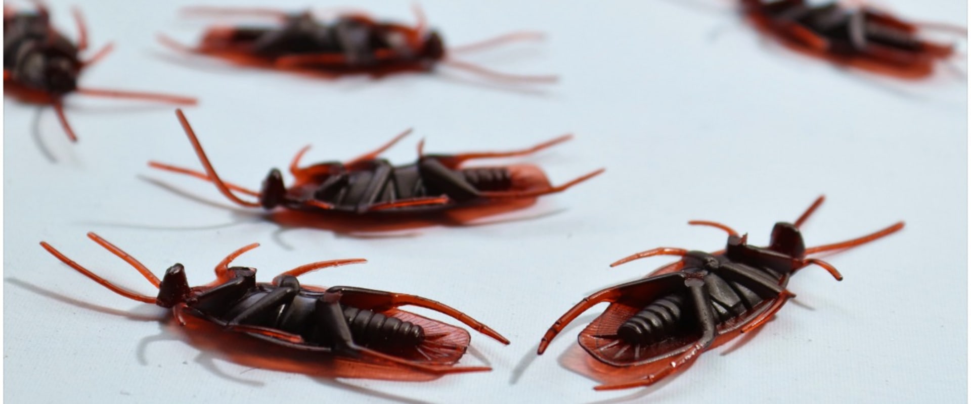 What to Do When You Find a Dead Common Indoor Pest in Your Home