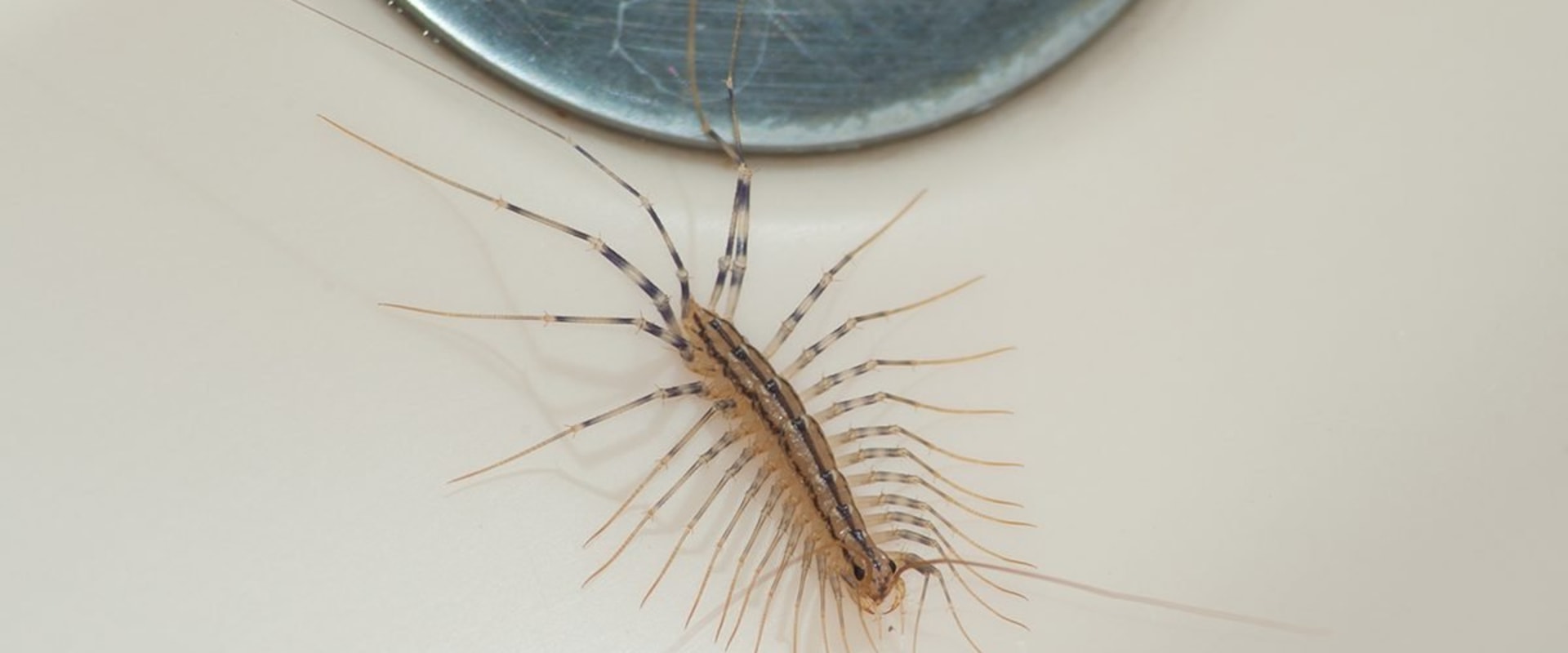 Safely Removing Common Indoor Pests from Your Home